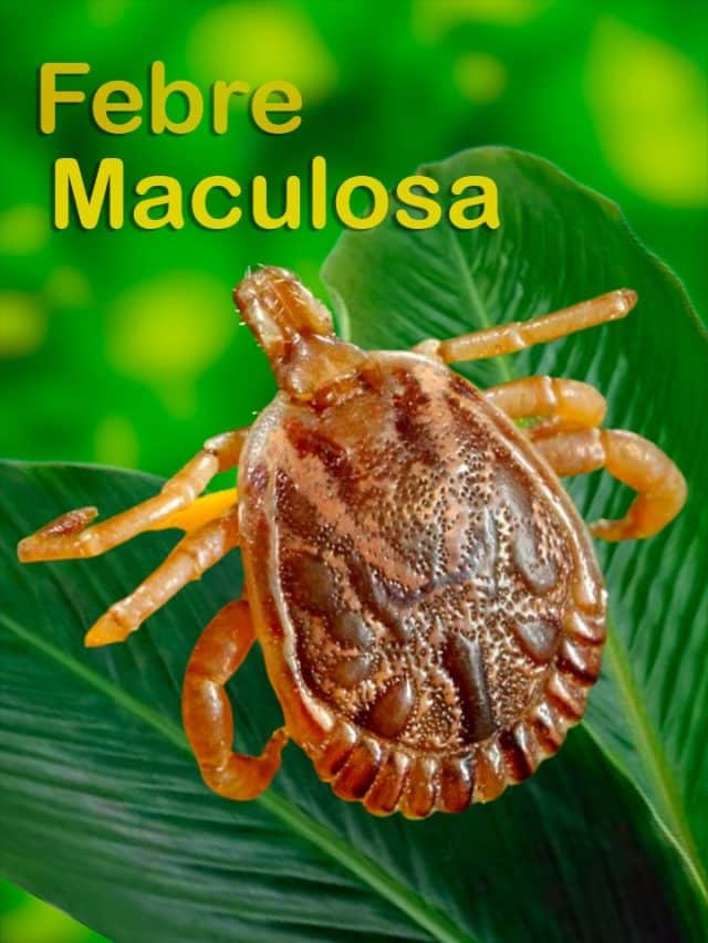 9 sintomas da febre maculosa e como é transmitida - Meu Valor Digital ...