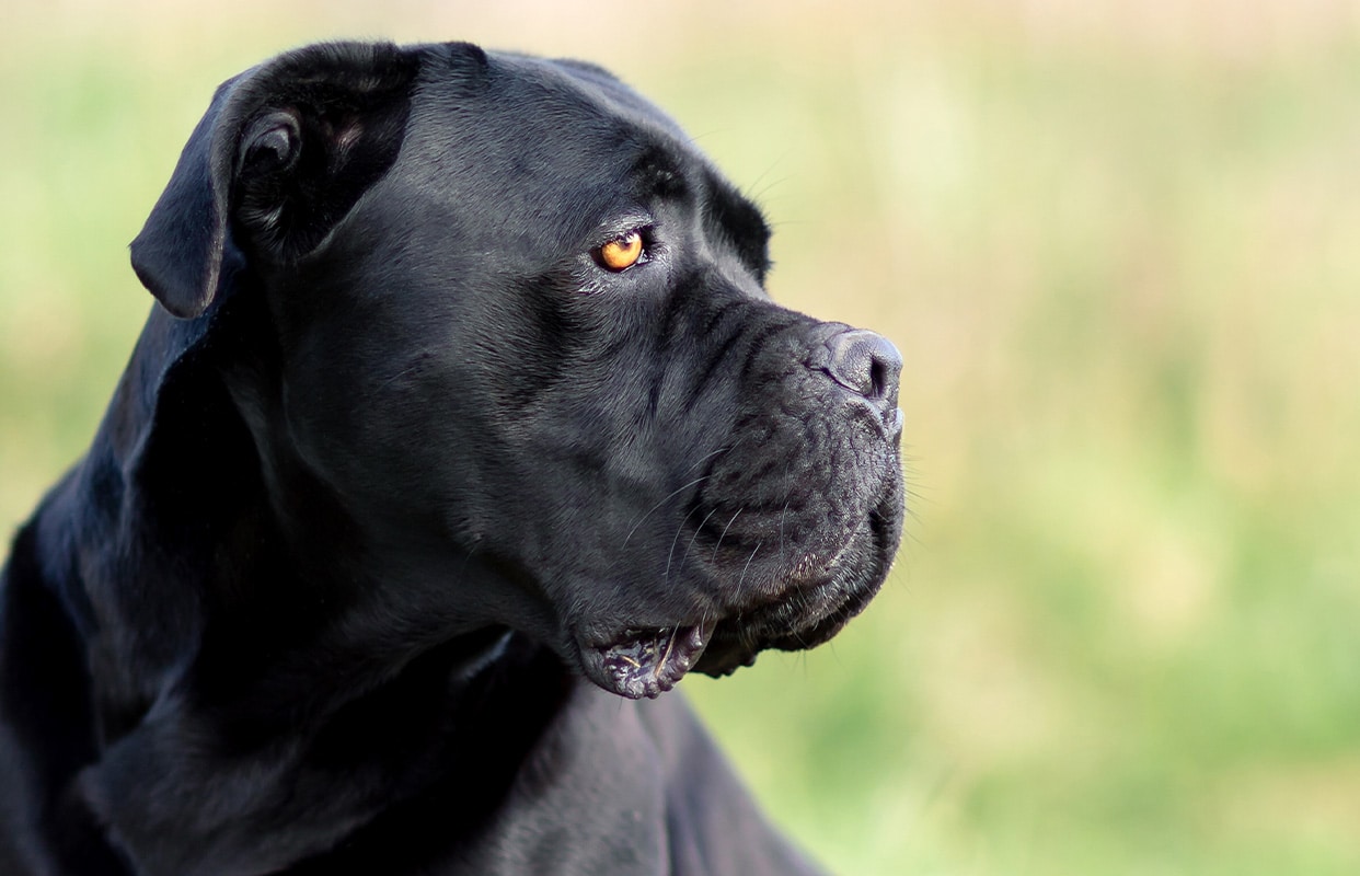 5 raças de cachorro com a mordida mais forte do mundo - Meu Valor ...