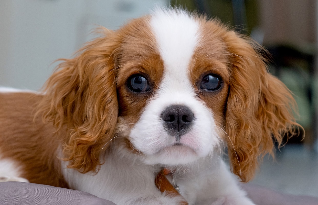 7 raças de cães calmas e serenas ideais para um lar tranquilo - Meu ...