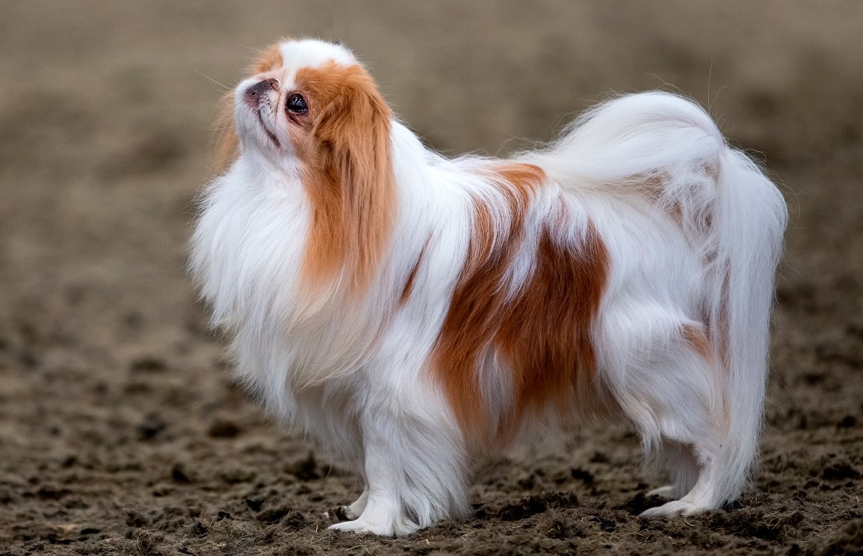 As 7 raças de cães japonesas que todo mundo ama - Meu Valor Digital ...