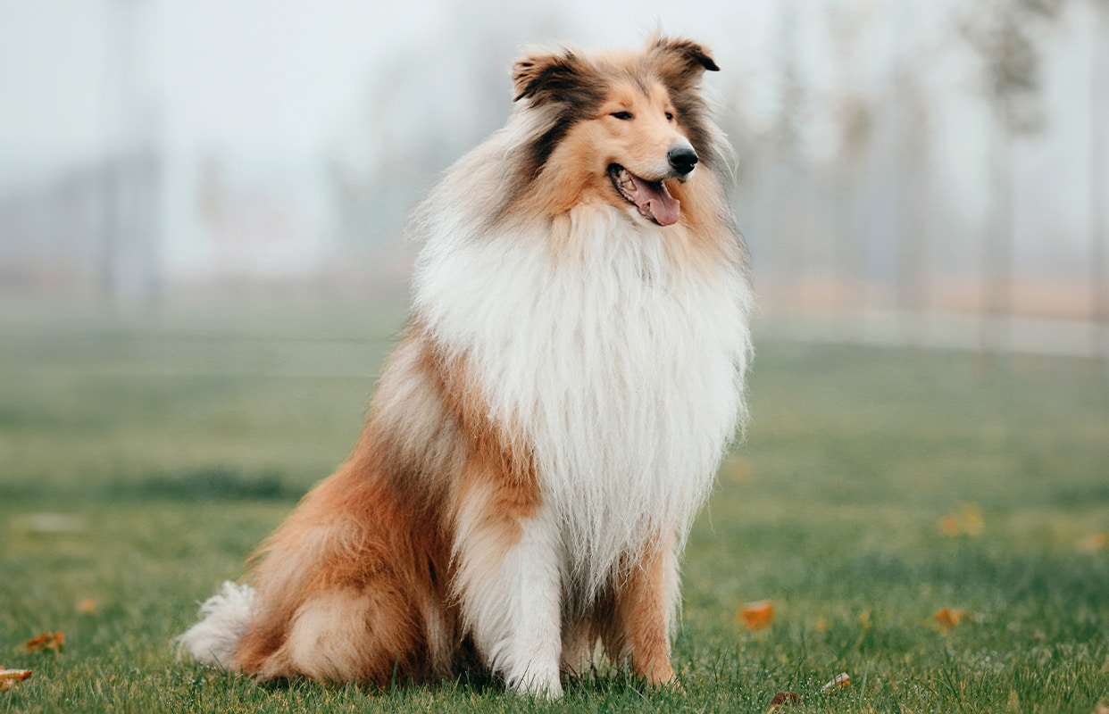 10 raças de cães que estrelam filmes de sucesso - Meu Valor Digital ...