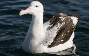 10 maiores aves do mundo - Meu Valor Digital - Notícias atualizadas