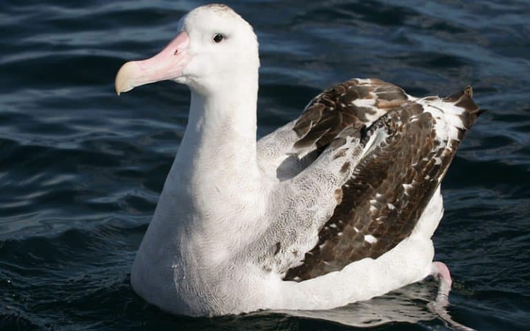 10 maiores aves do mundo - Meu Valor Digital - Notícias atualizadas