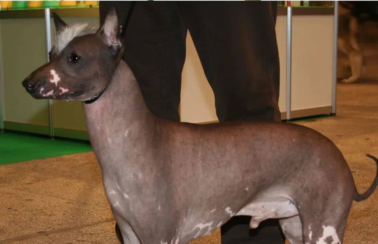 10 raças de cães sem pelos que vão te surpreender - Meu Valor Digital ...